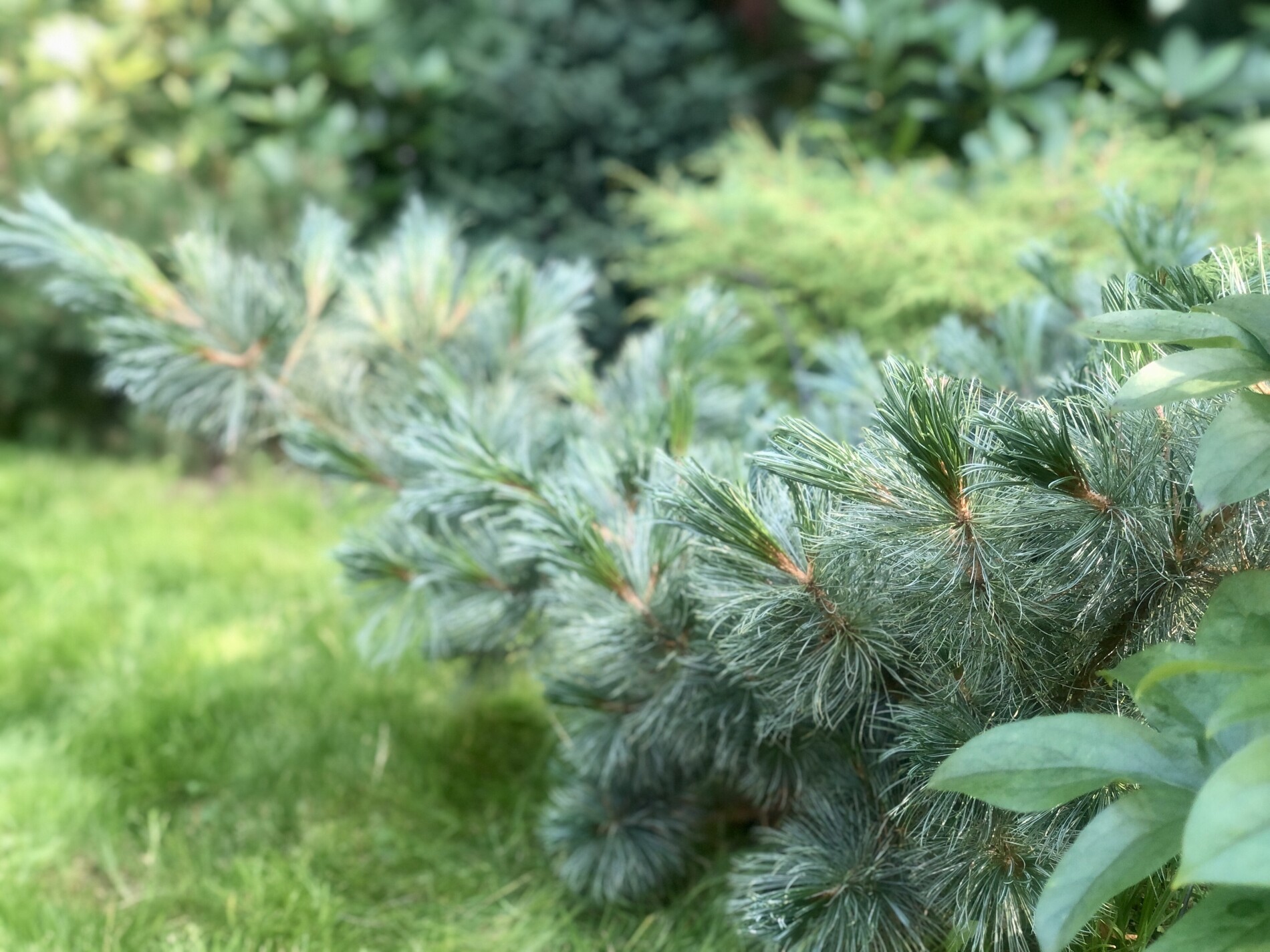 Pinus pumila Blue Dwarf - Твой Сад Хостинг изображений